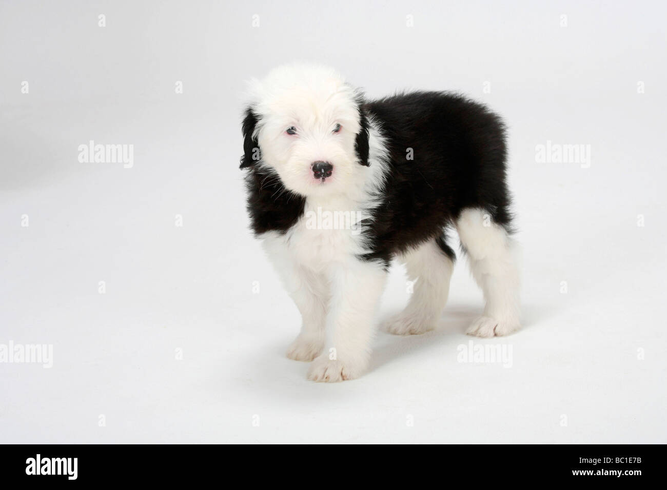 Old english sheepdog puppy hi-res stock photography and images - Alamy