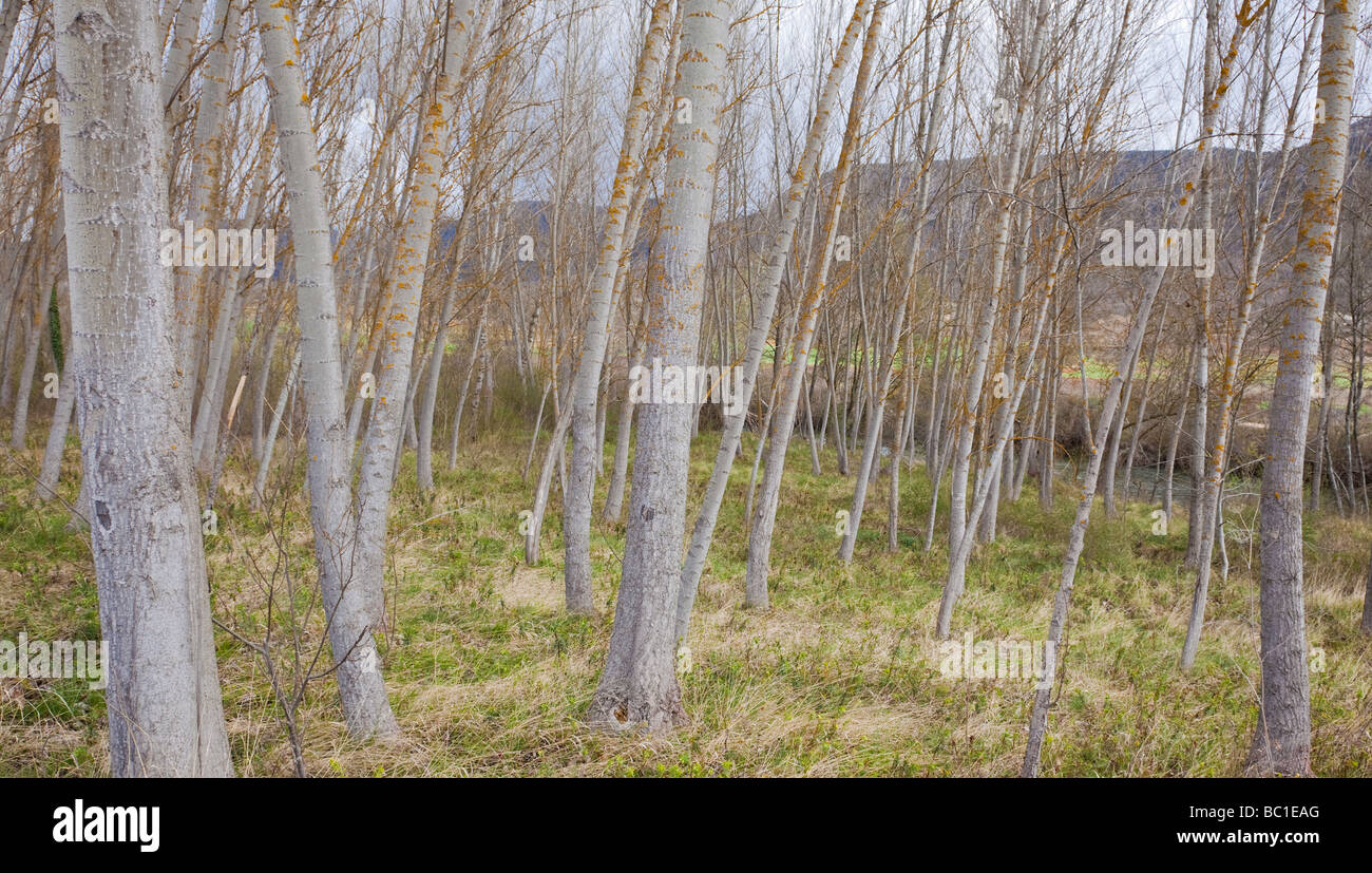 Poplar trees trunks hi-res stock photography and images - Alamy