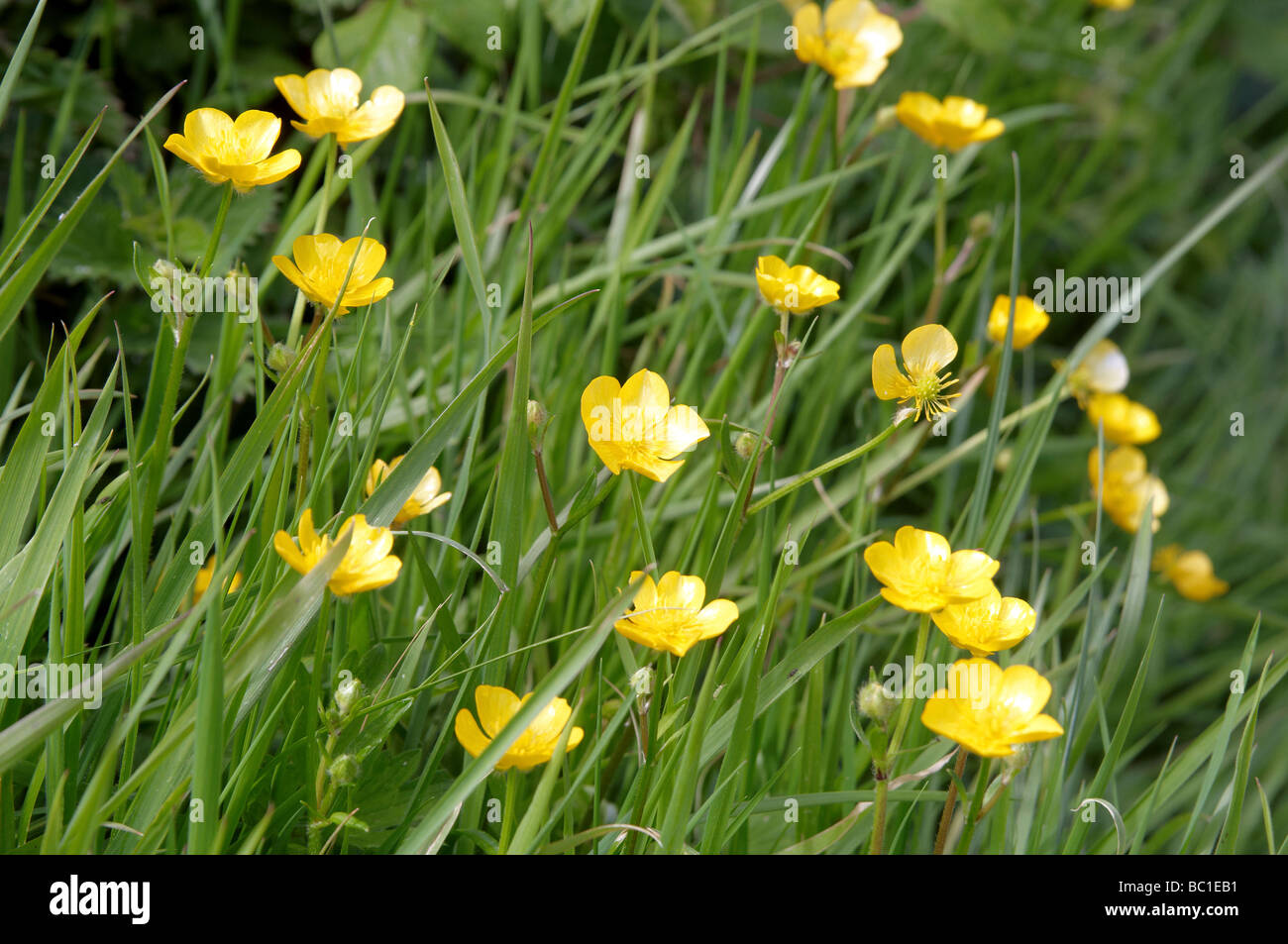 Ranunculus acris or meadow buttercup Stock Photo - Alamy