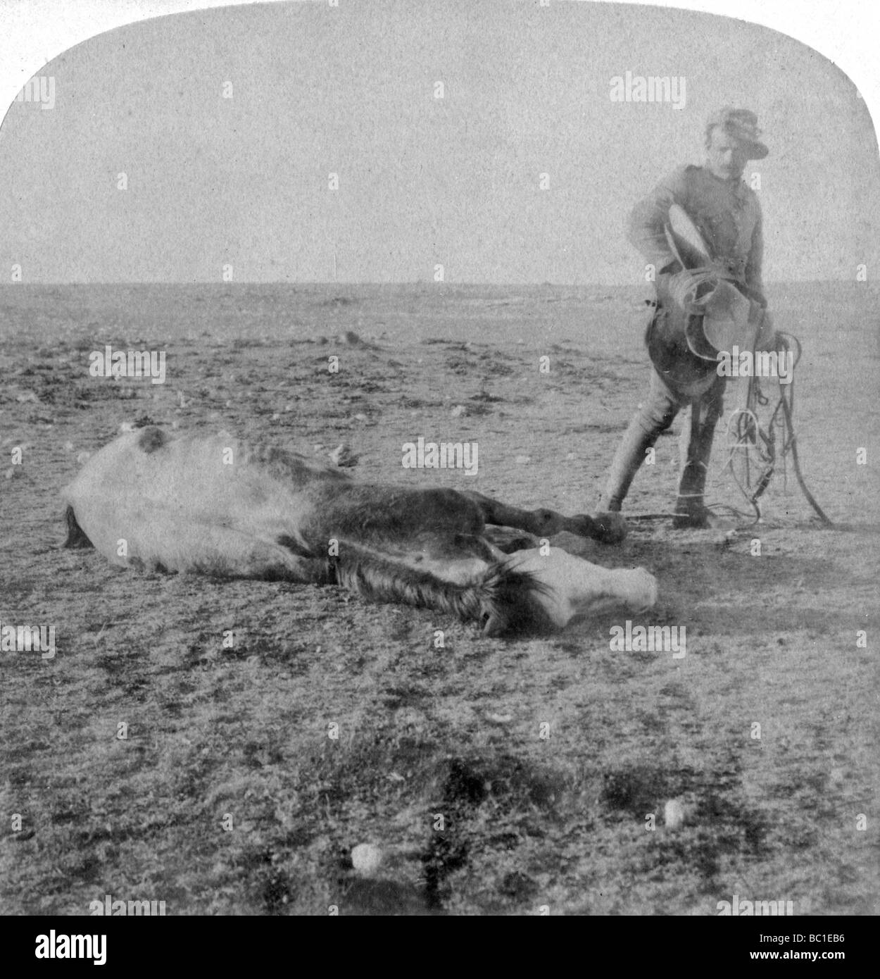 Boer war dead animals hi-res stock photography and images - Alamy
