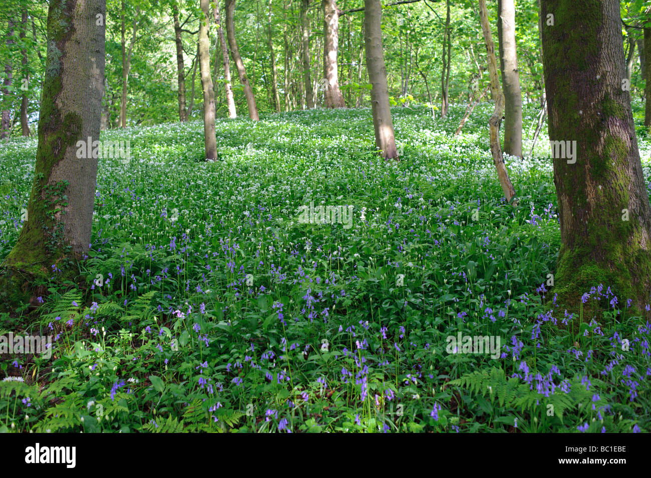 English forest with flowers near Bolton Priory and the River Wharfe ...