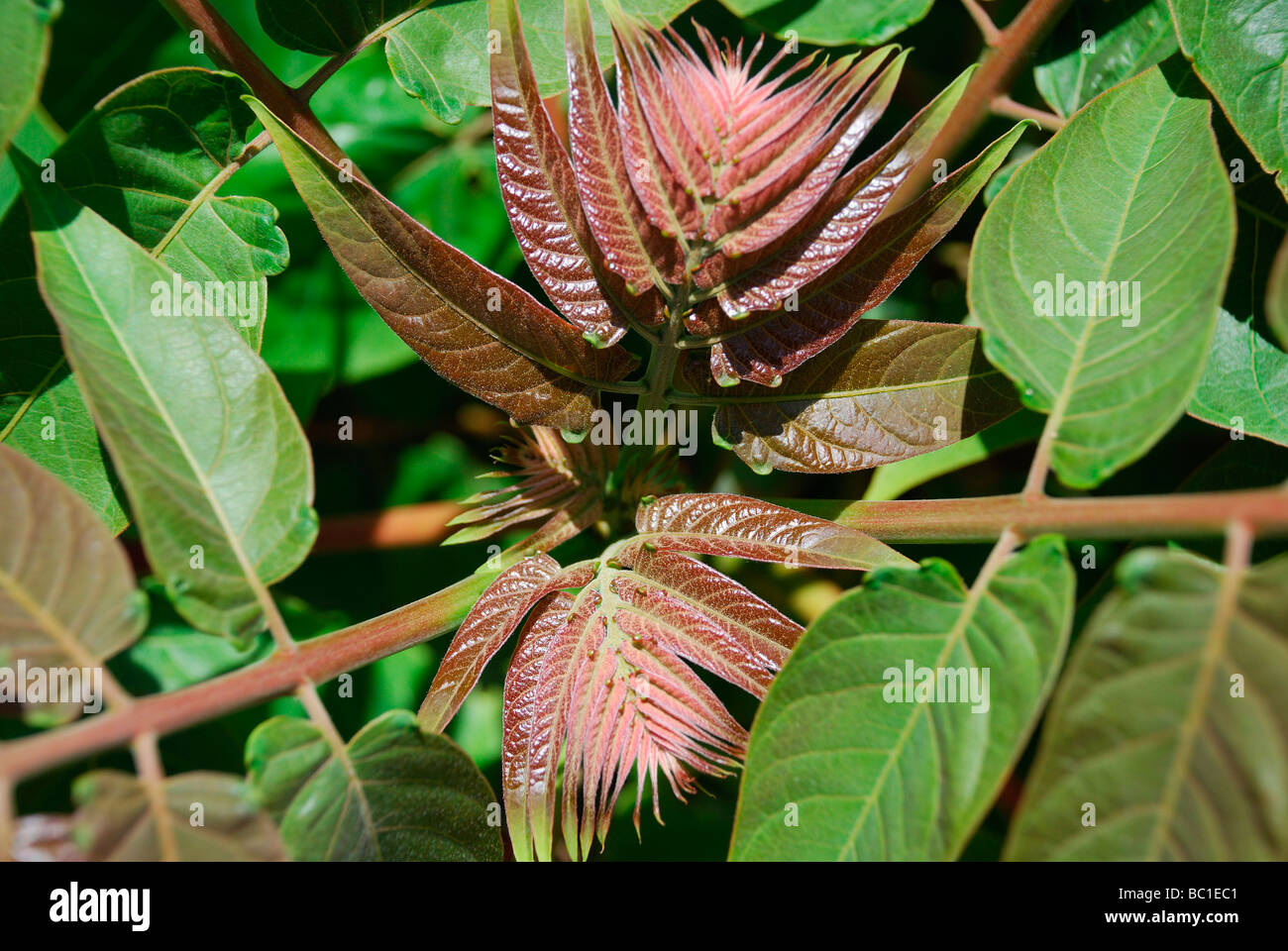 Ailanthus altissima tree of heaven stinktree close up leaf gland ...