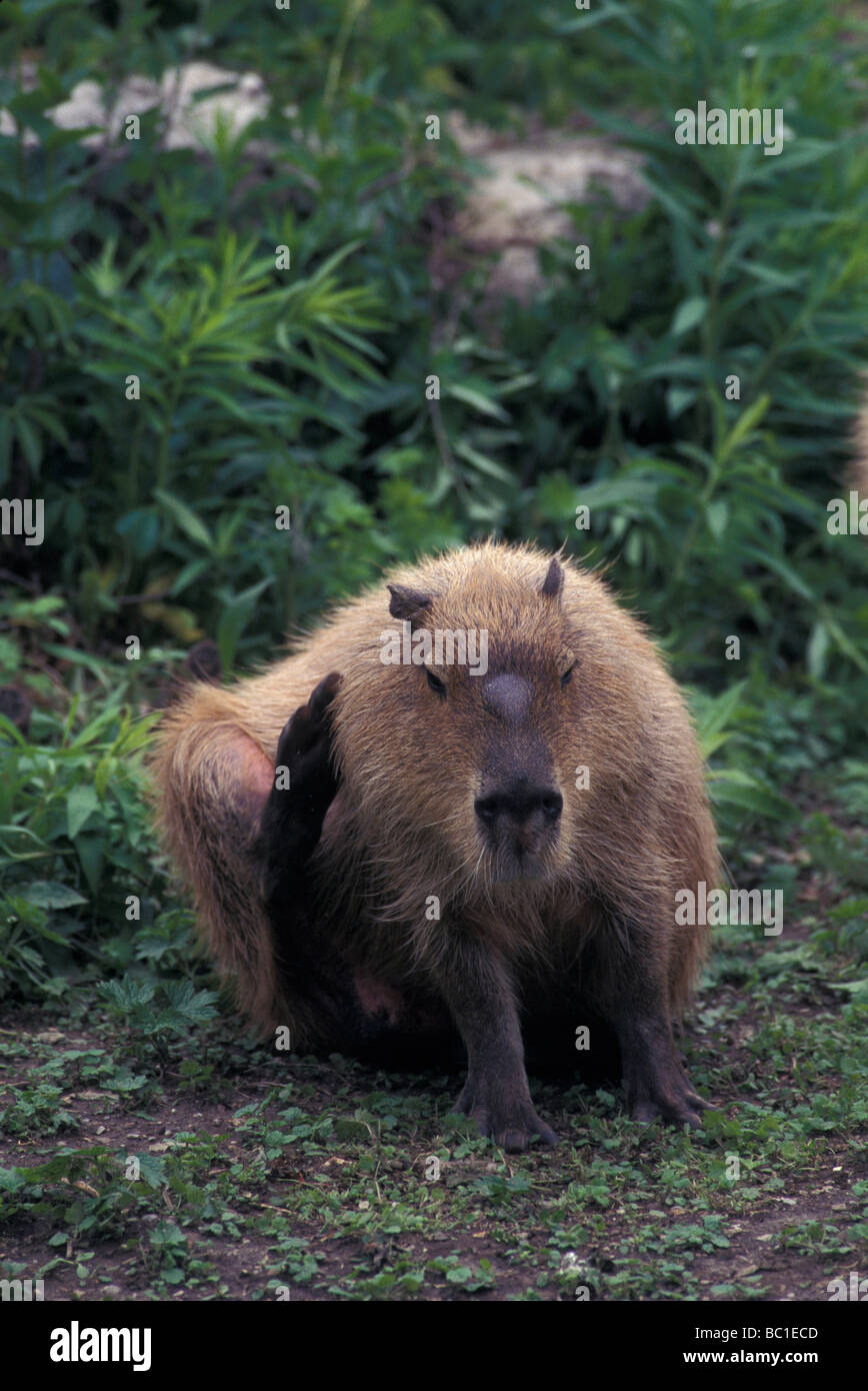 Capybara hydrochoerus hydrochaeris largest hi-res stock photography and ...