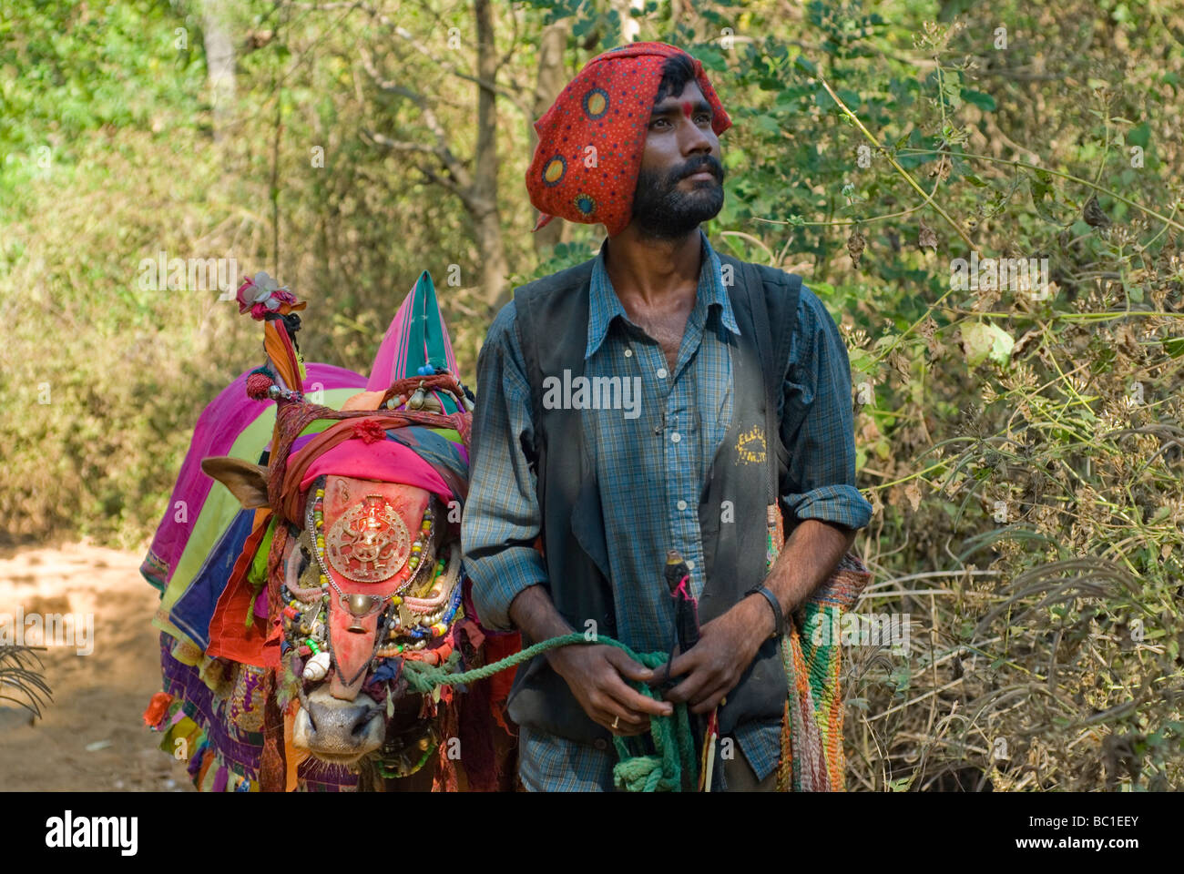 Man begging for alms with his"holi" cow. Palolem beach, Goa, India ...