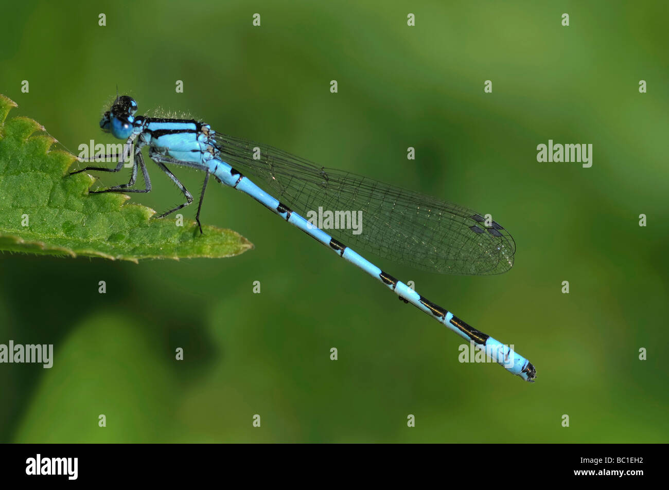 Common Blue Damselfly Enallagma cyathigerum Male Stock Photo - Alamy