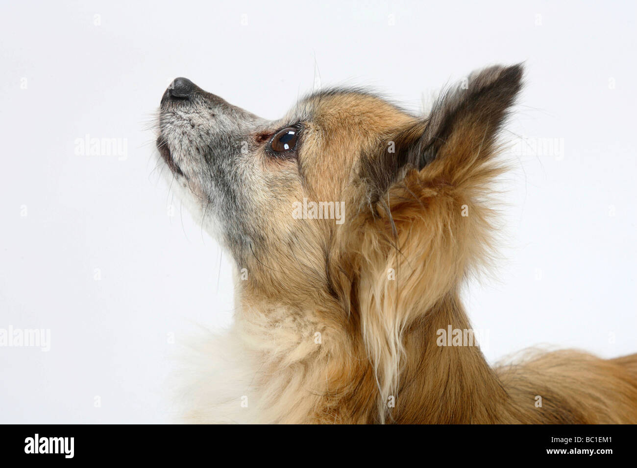 Chihuahua longhaired 11 years old side profile Stock Photo - Alamy