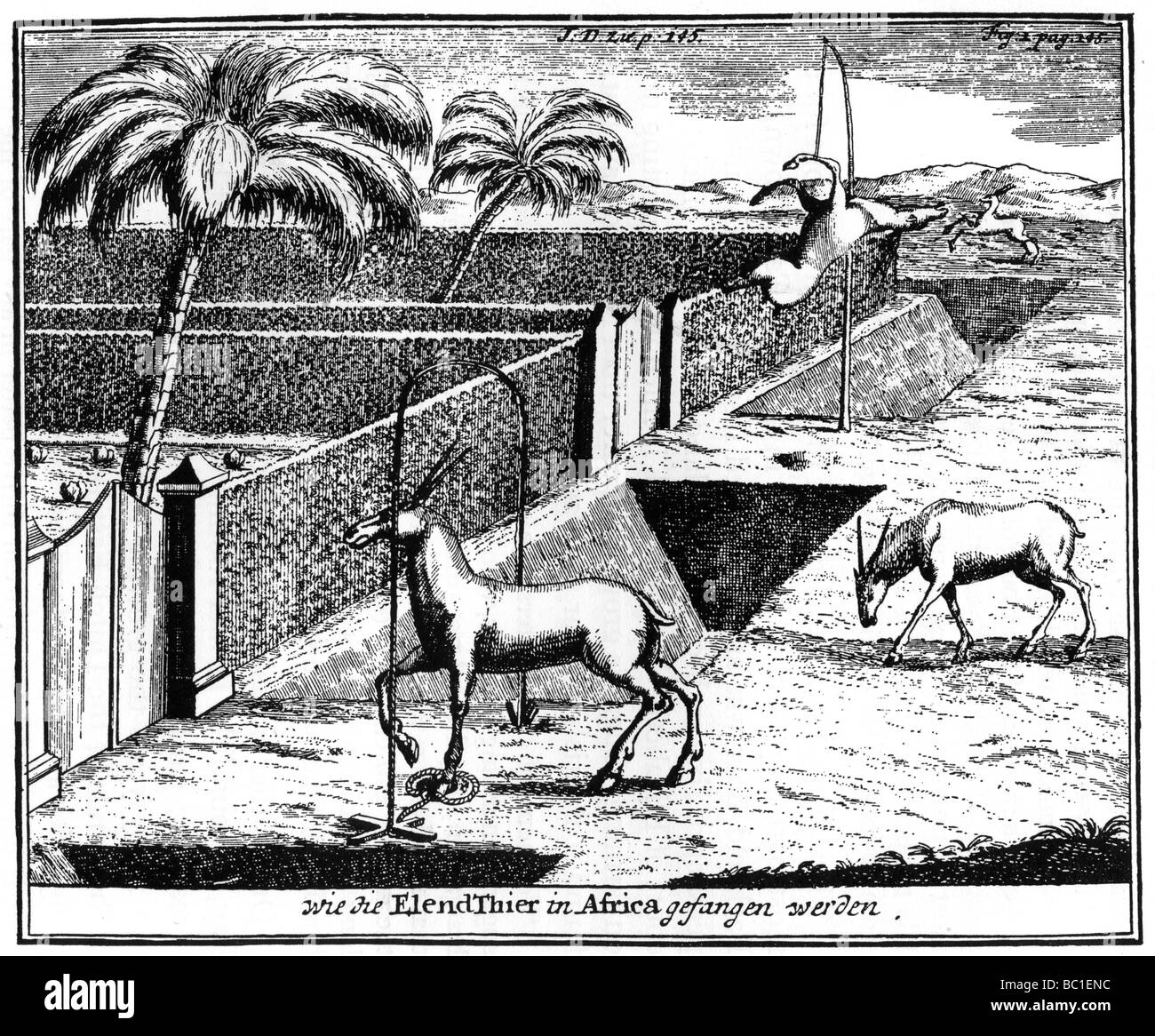 Khoikhois trapping antelope, South Africa, 18th century (1931). Artist ...