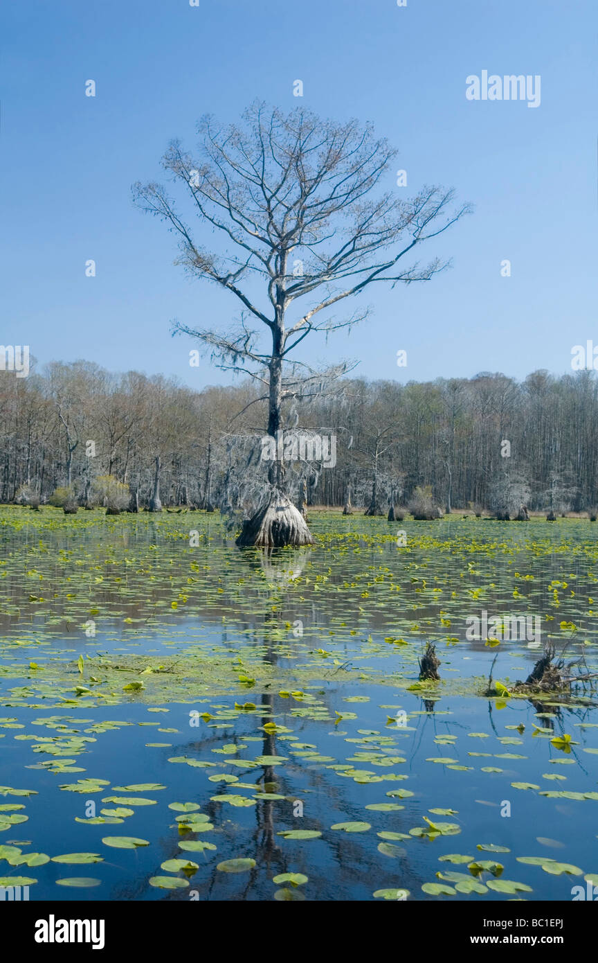 Merchants mill pond state park hi-res stock photography and images - Alamy