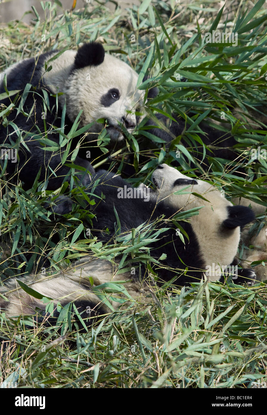 Two Giant Pandas eating bamboo in the bamboo bush Wolong Panda Reserve ...