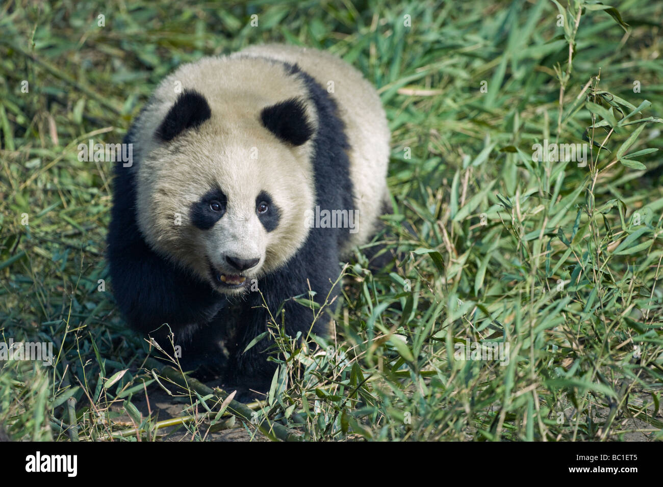 Bamboo bush hi-res stock photography and images - Alamy
