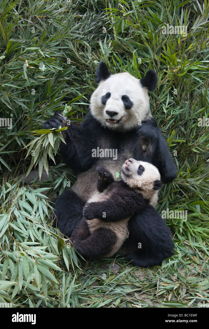 Giant Pandas mother and cub in the bamboo bush Wolong Sichuan China ...