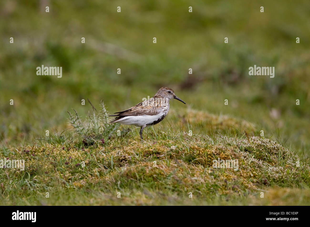 Adult summer breeding Dunlin Calidris alpina Scotland June Stock Photo ...