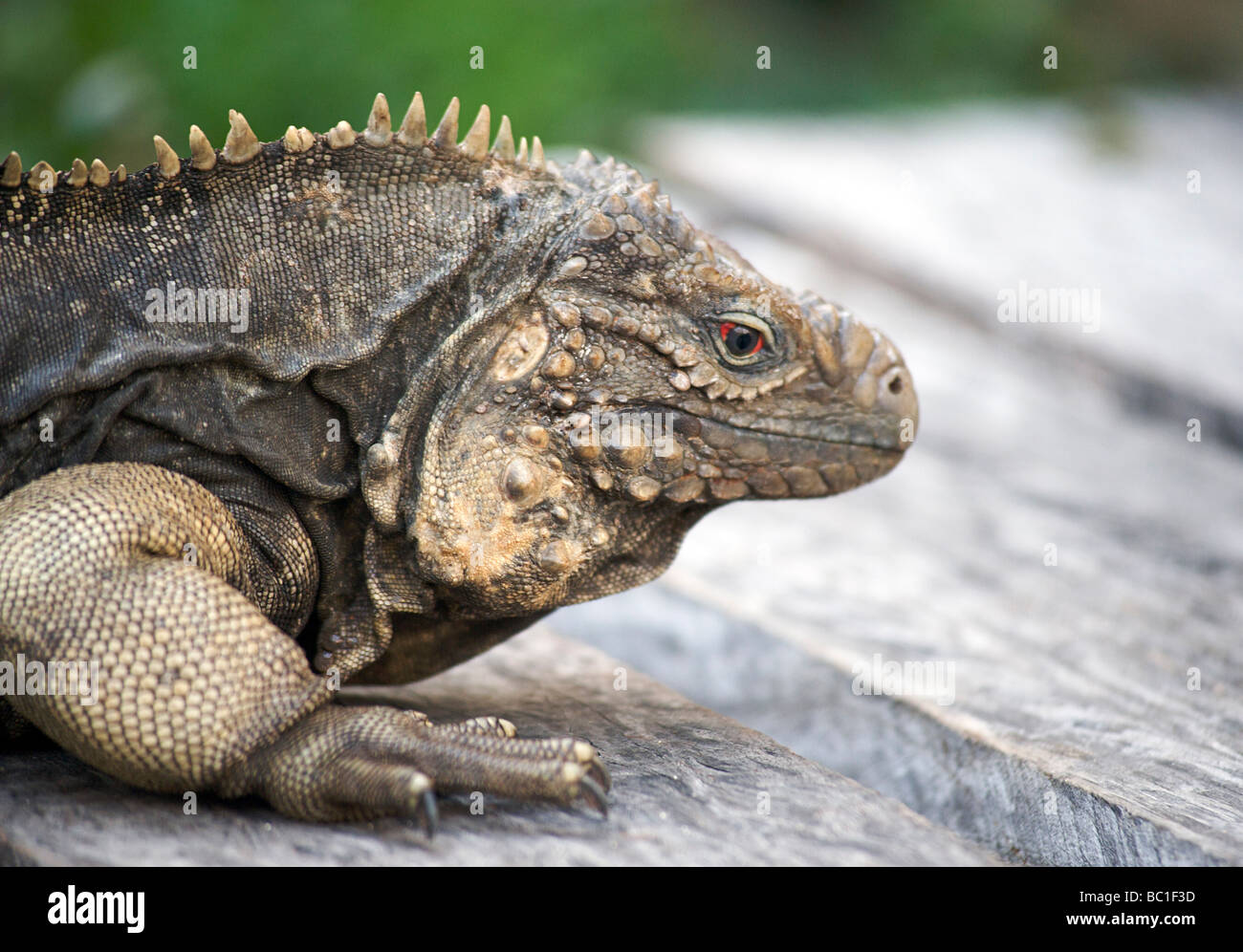 Cyclura nubila Cuban Rock Iguana in the Guanahacabibes Biosphere ...