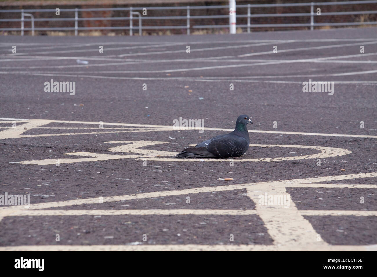 Town Pigeon sitting on disabled parking sign Stock Photo - Alamy