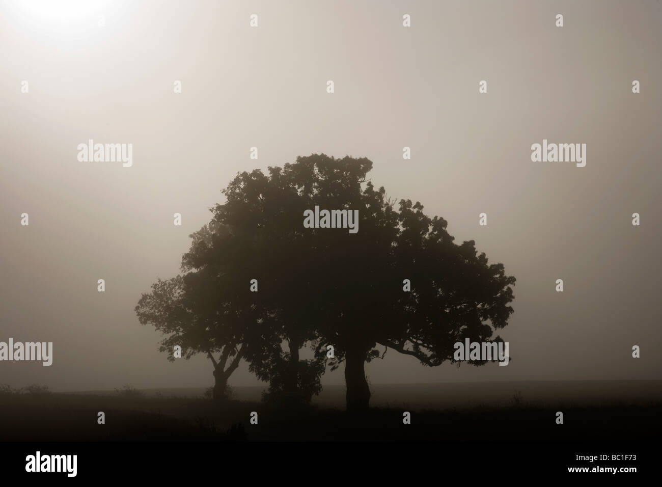 Alone tree on the field in morning fog Stock Photo - Alamy
