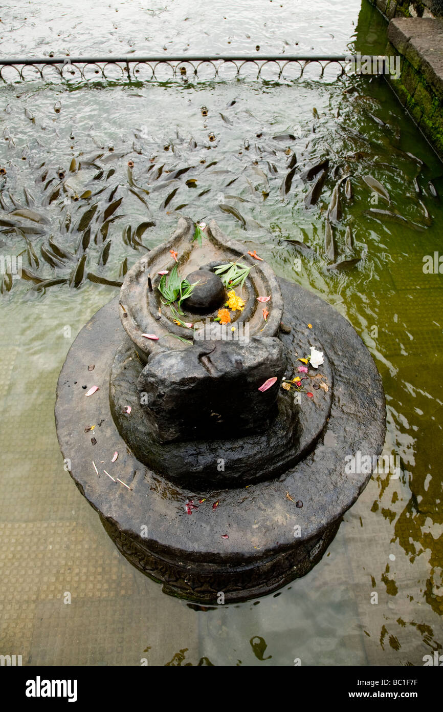Hindu altar at the edge of Rewalsar lake, with hungry fish swimming in ...