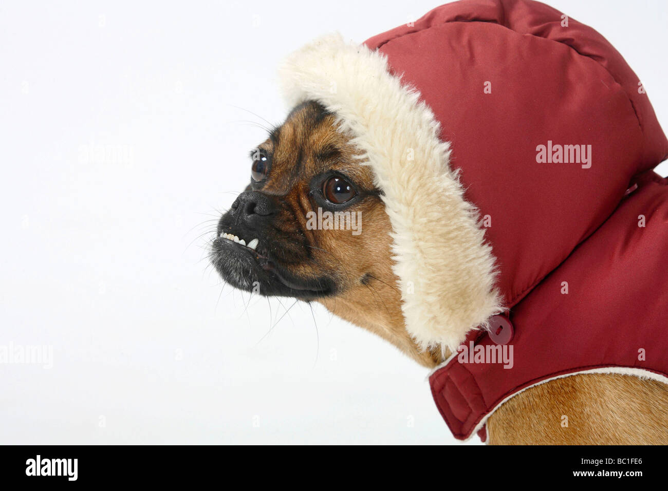 Mixed Breed Dog crossbred Pug Dachshund undershot bite bitch wearing ...