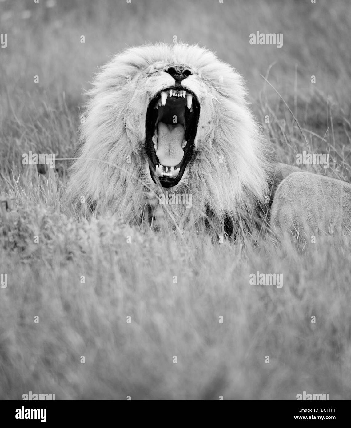 Lion Roar Tumblr Photography