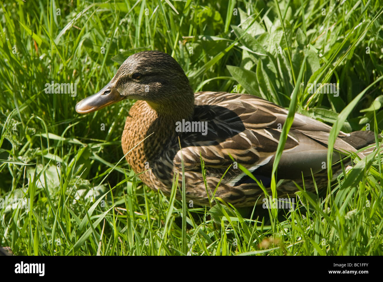 The side view of a Female Mallard Stock Photo - Alamy