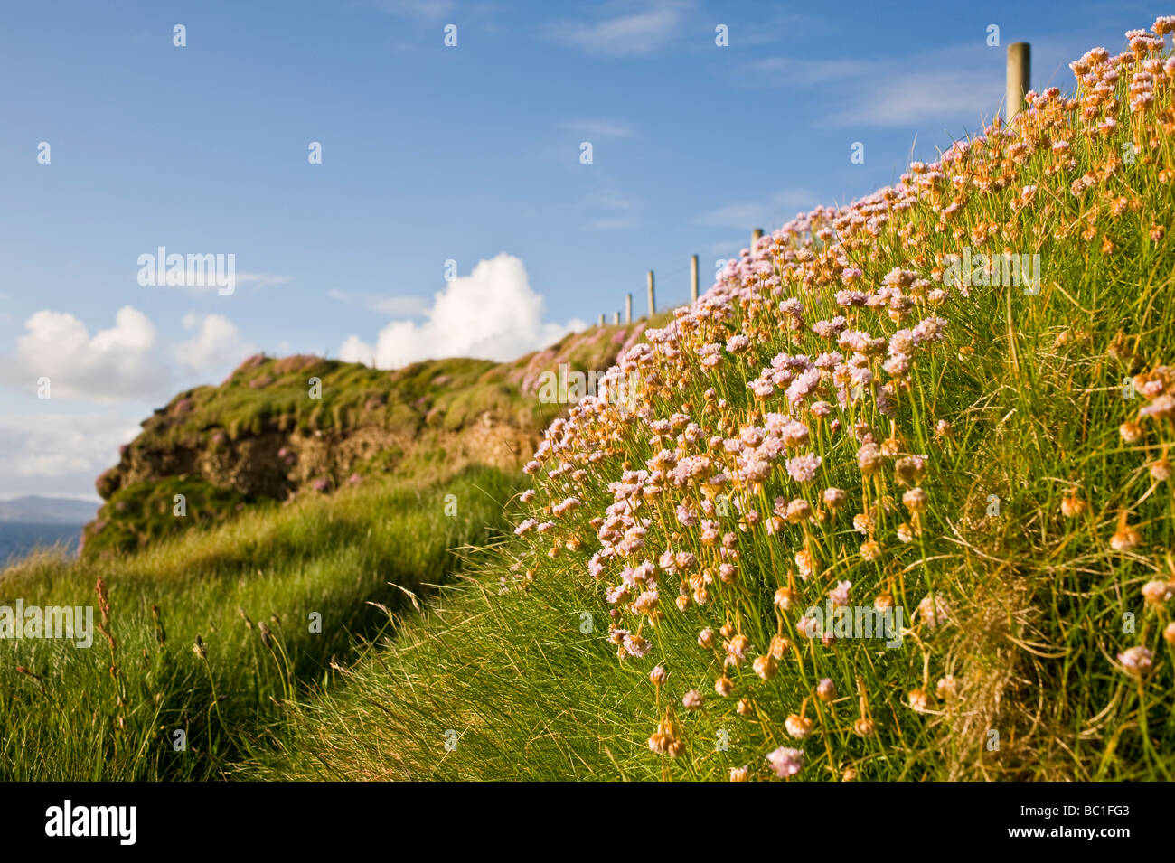 The flower covered cliffs at Roonagh Harbour where the ferry to Clare ...
