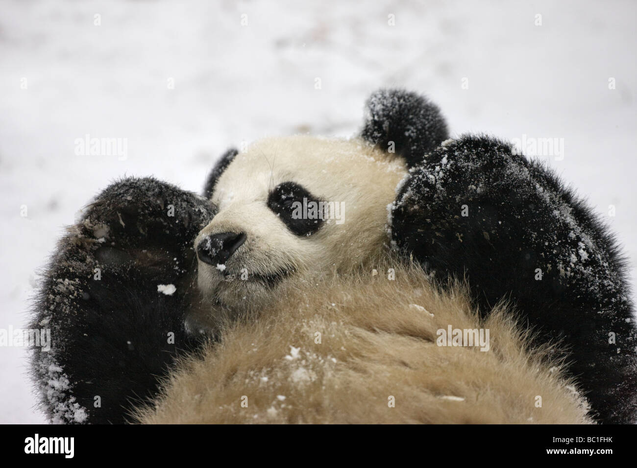 Giant Panda Cubs In Snow
