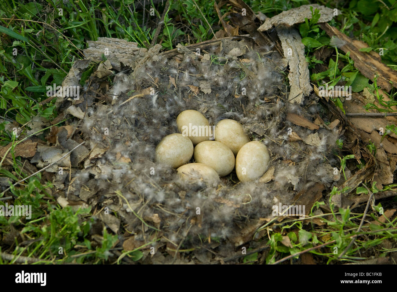 Snake eggs nest hi-res stock photography and images - Alamy