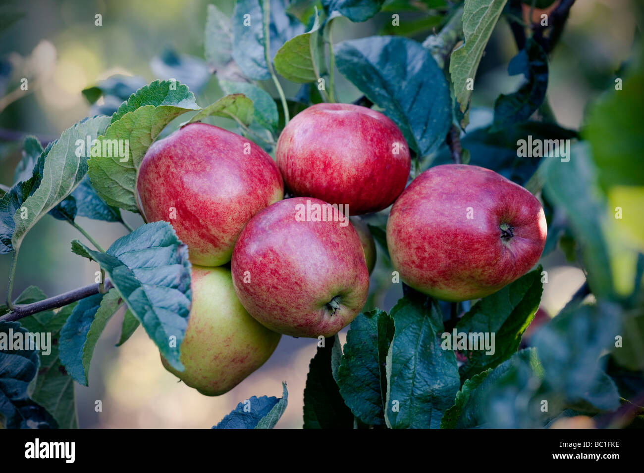 English orchard hi-res stock photography and images - Alamy