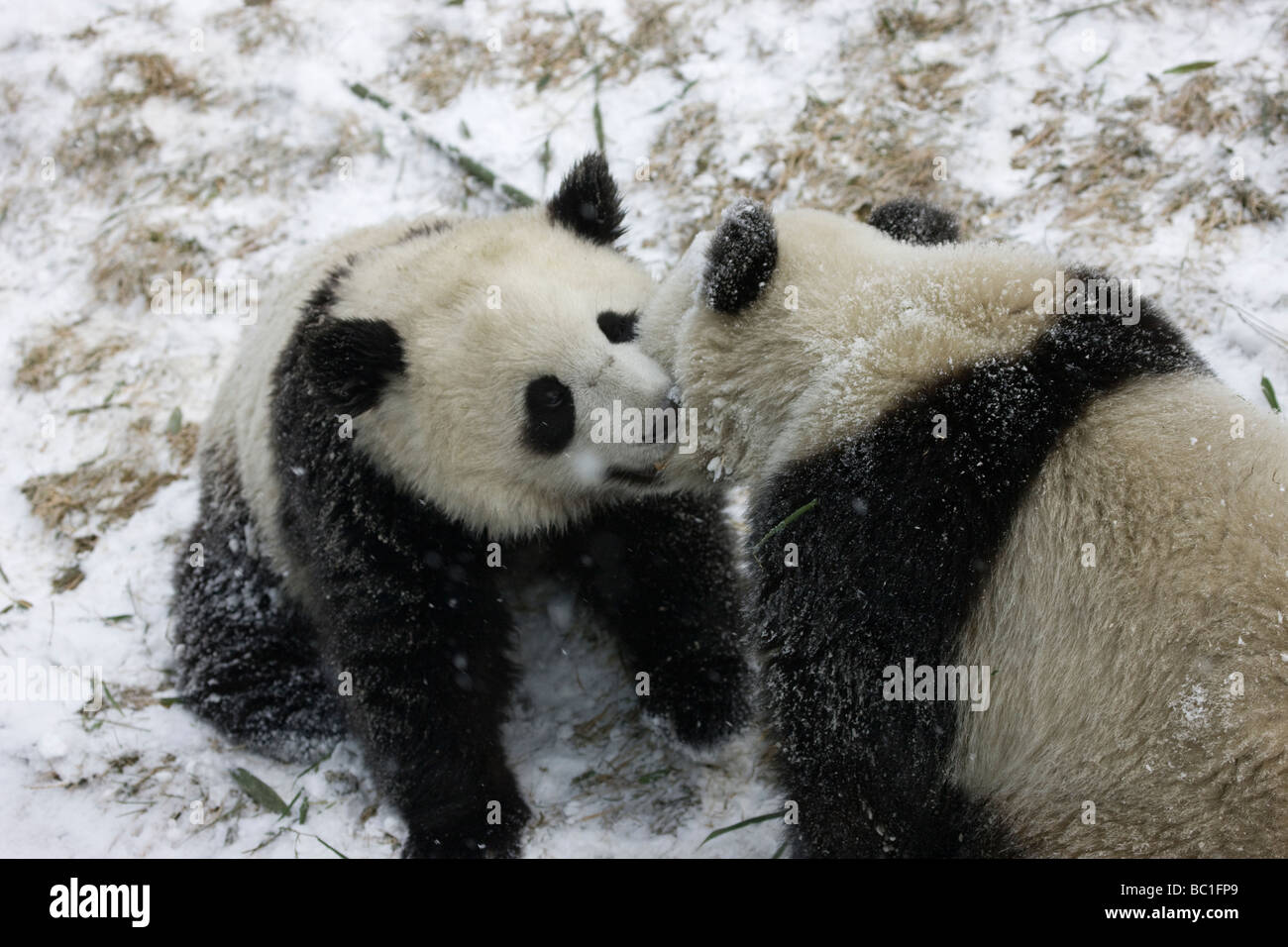 Panda playing snow hi-res stock photography and images - Alamy