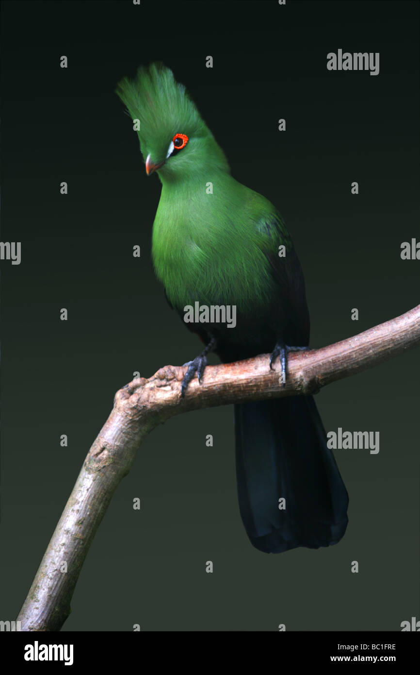 White persa hi-res stock photography and images - Alamy