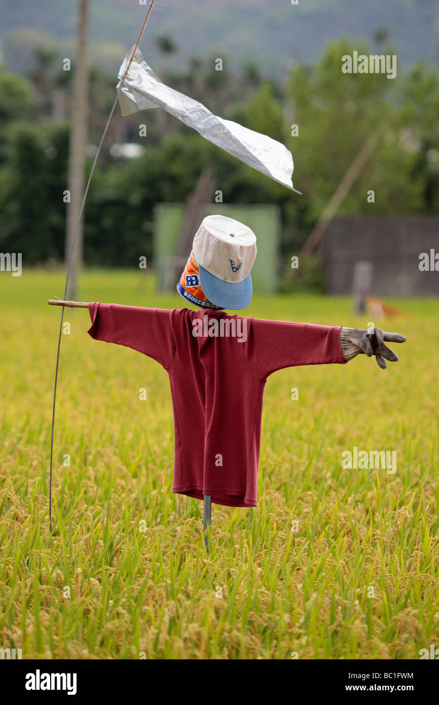 Straw scarecrow in rice field hi-res stock photography and images - Alamy