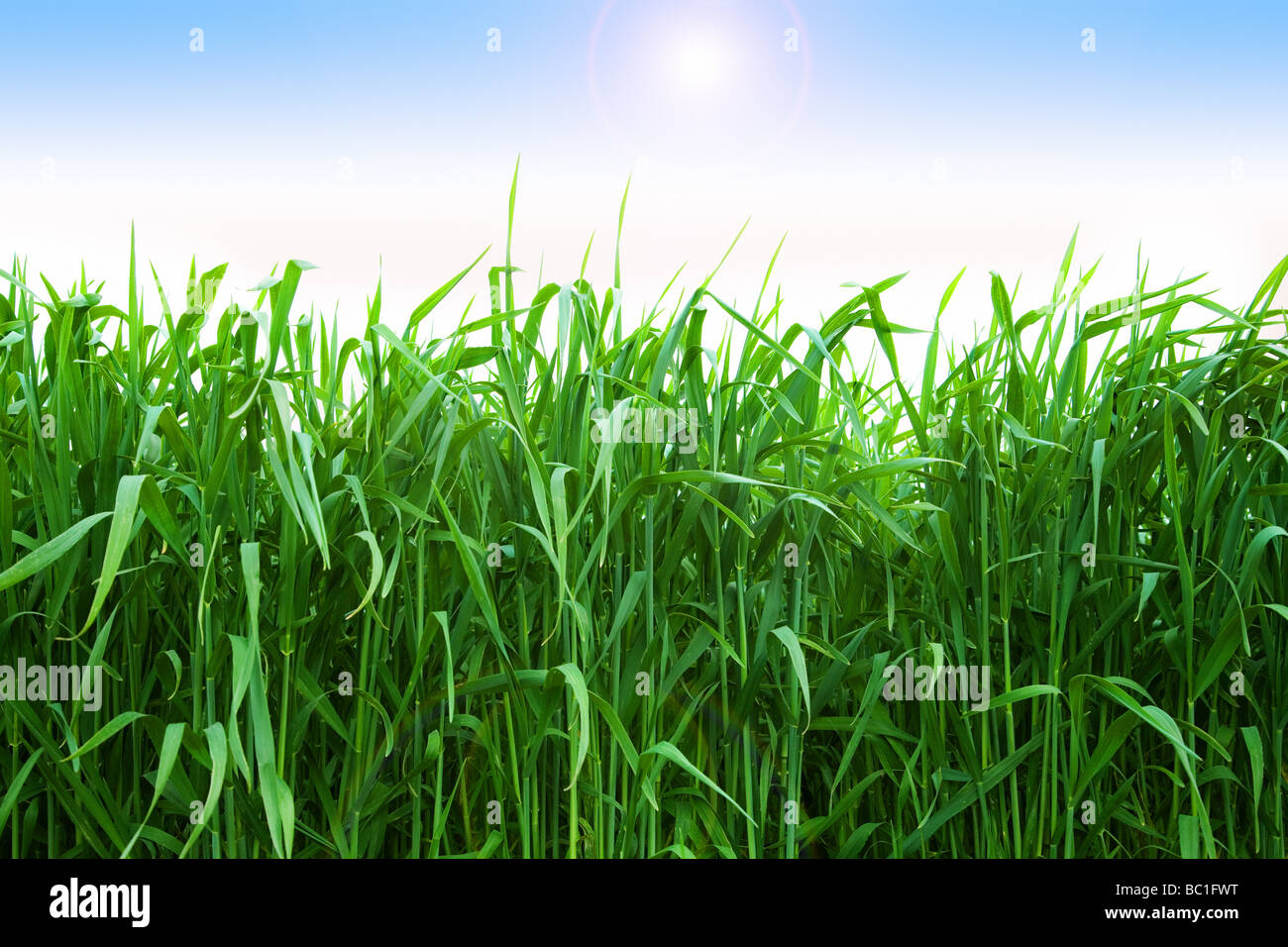 Green grass and blue sky Stock Photo - Alamy
