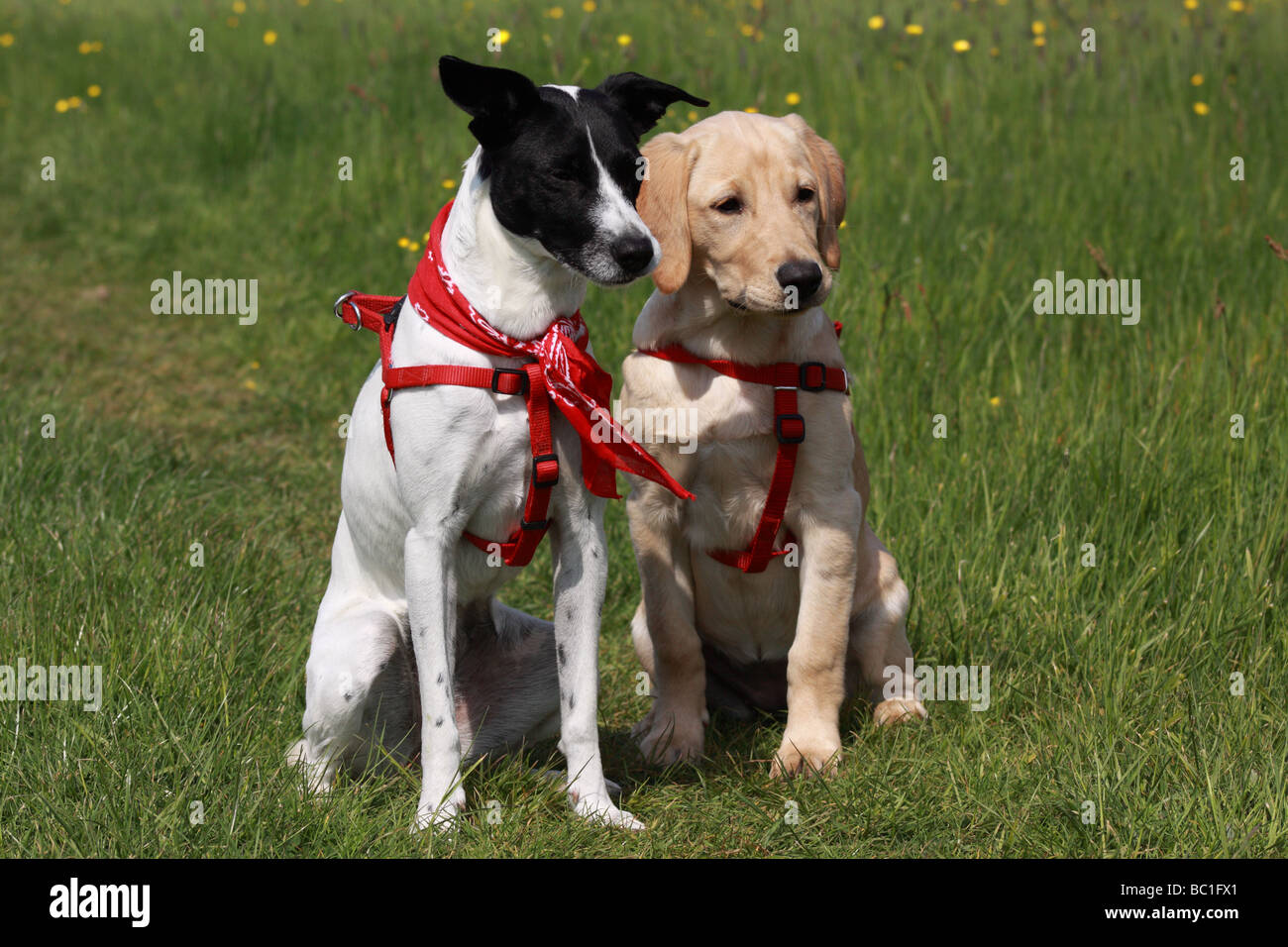 Random bred hi-res stock photography and images - Alamy