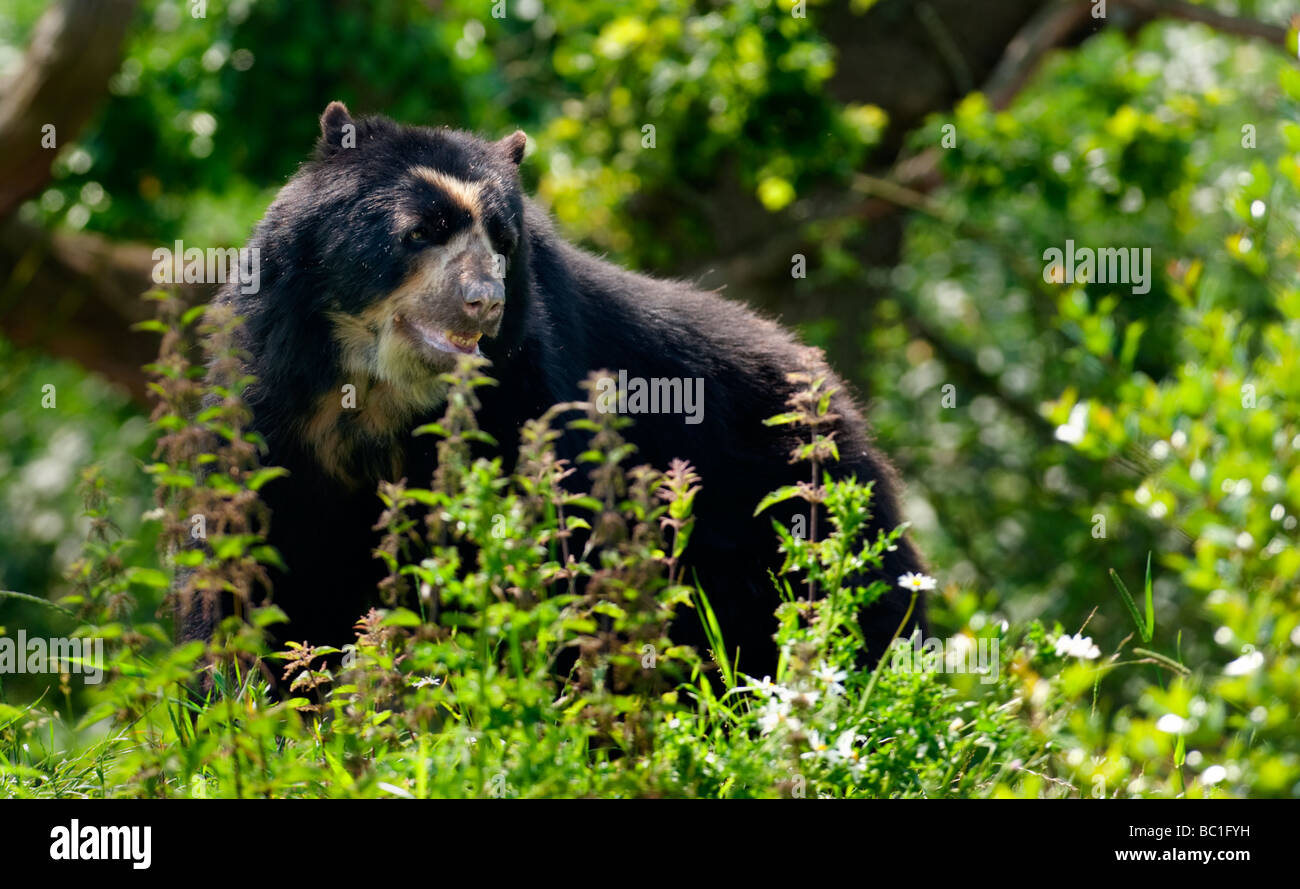 Spectacled bear hi-res stock photography and images - Alamy