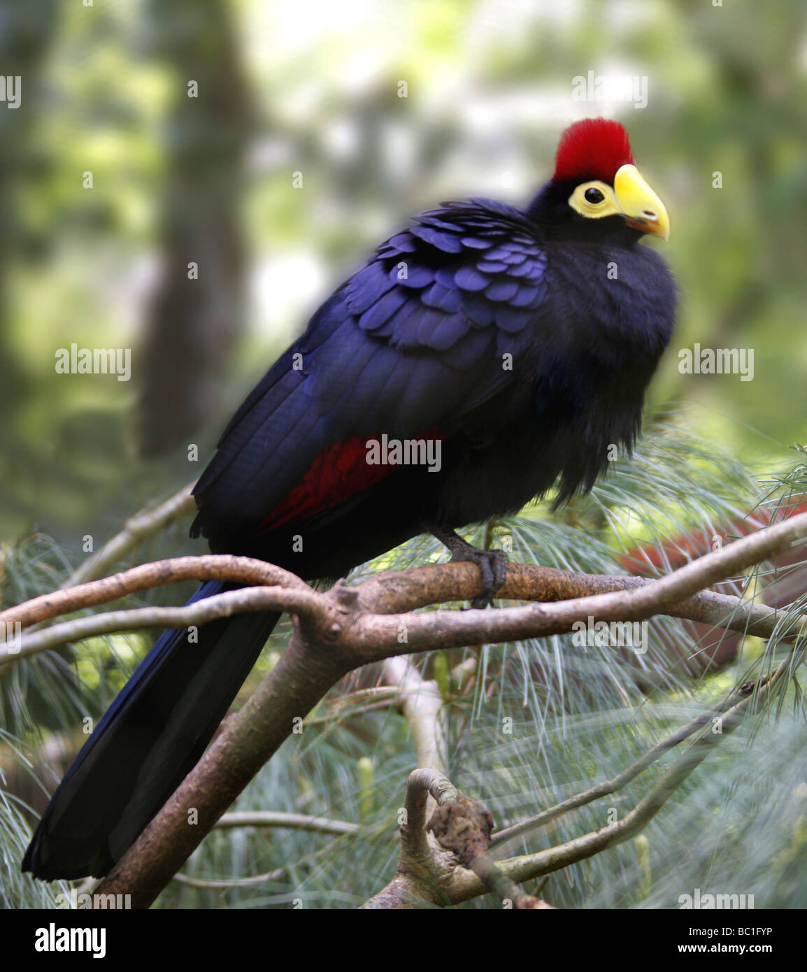 Lady Ross's Turaco, Musophaga rossae, Musophagidae, Cuculiformes ...