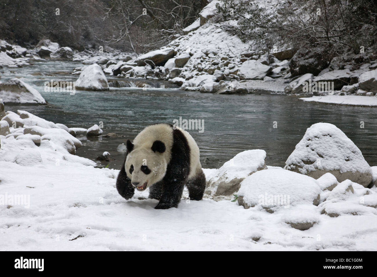 Panda snow hi-res stock photography and images - Alamy