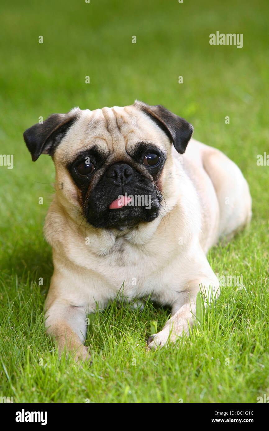 Outdoor pug hi-res stock photography and images - Alamy