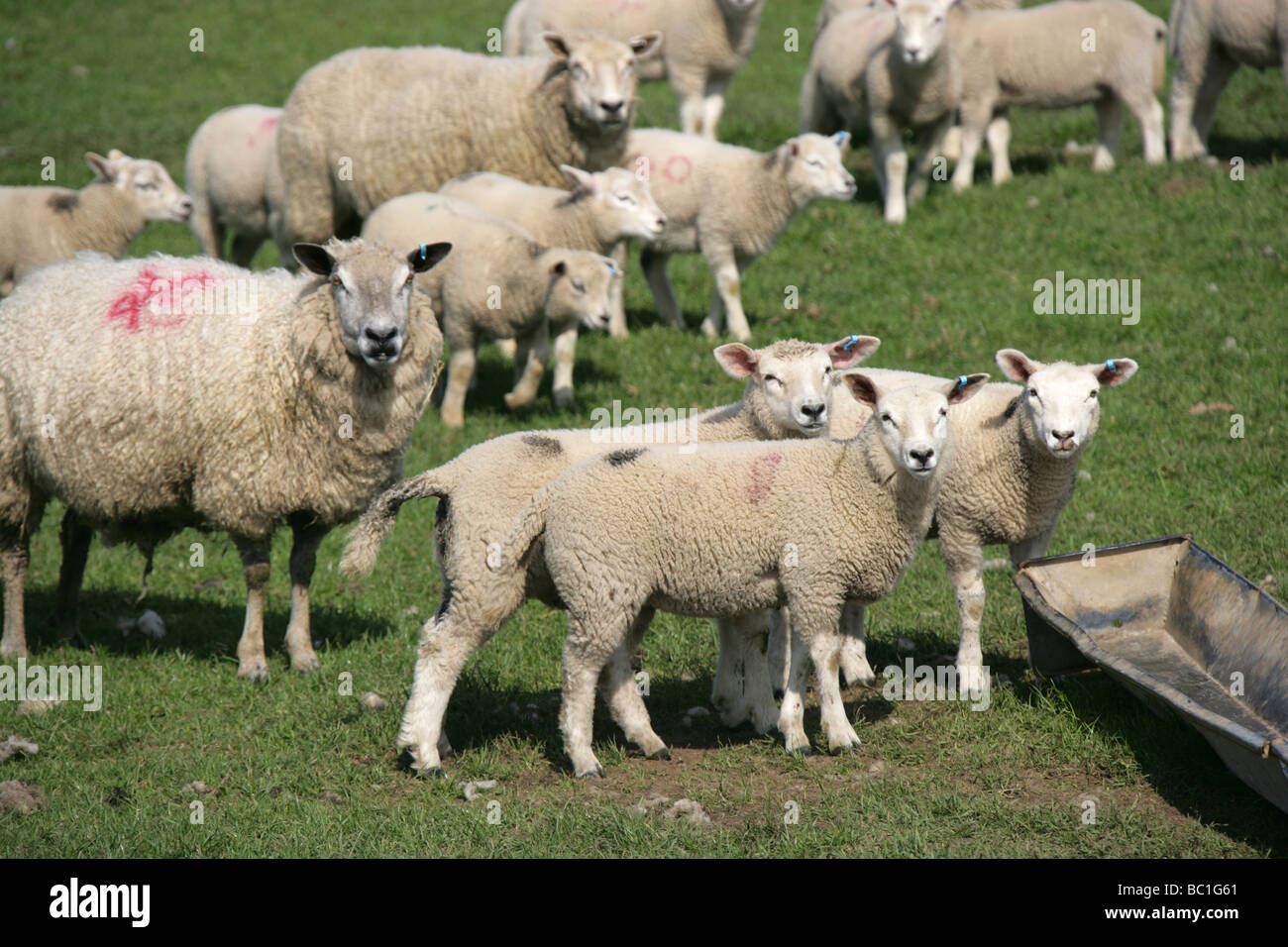 Welsh farm hi-res stock photography and images - Alamy