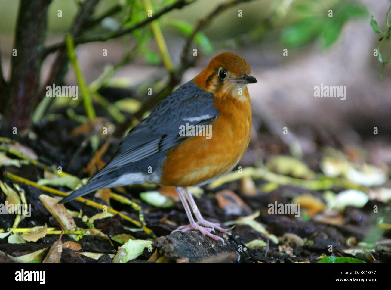 Orange-headed Thrush, Zoothera citrina, Turdidae, Passeriformes, India ...