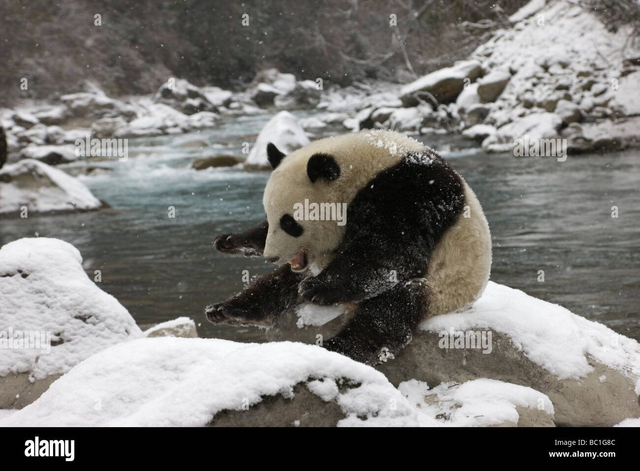 Panda In Snow Scenes
