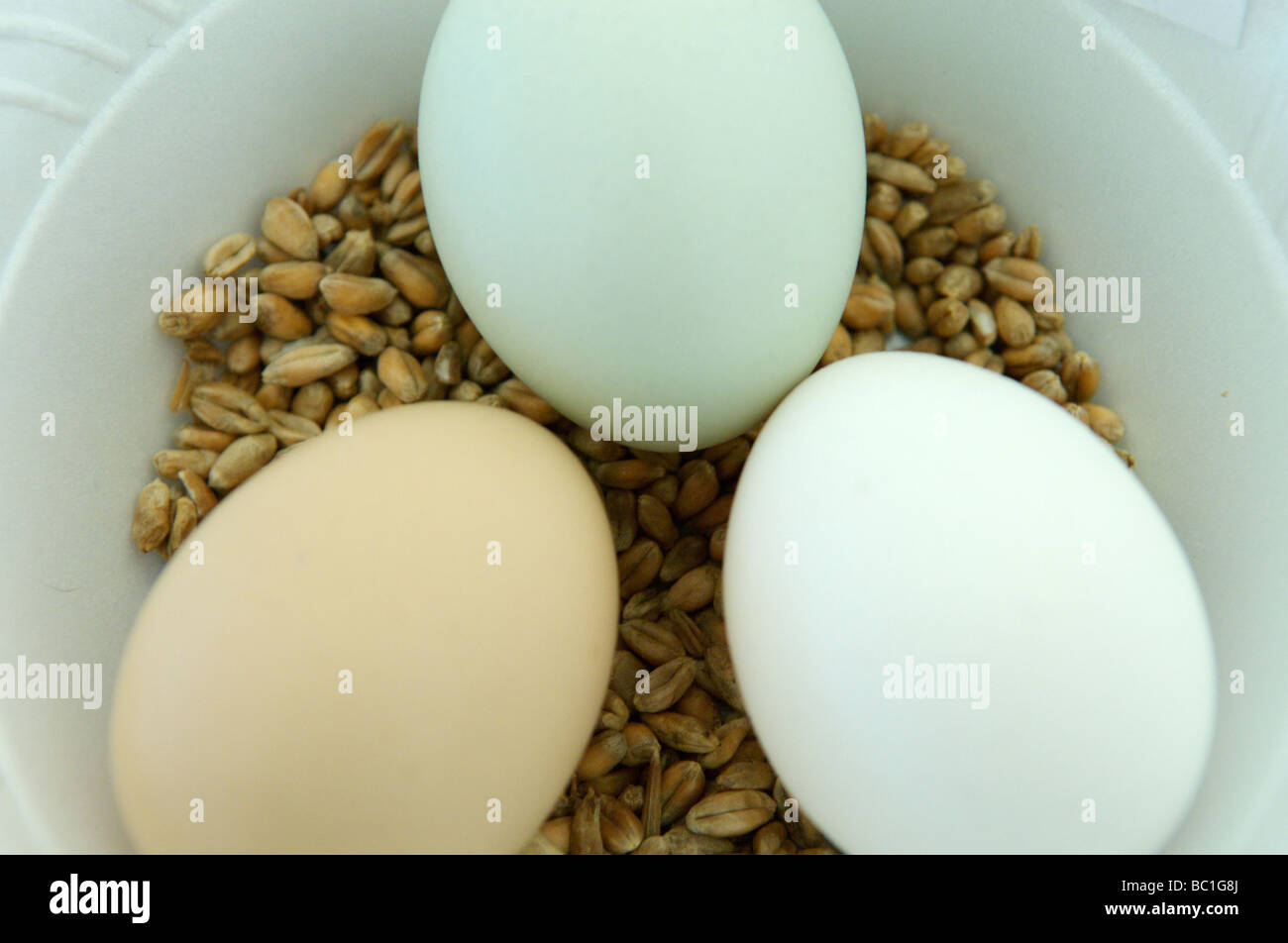 Eggs in competition at the Three Counties Show, Malvern Stock Photo - Alamy