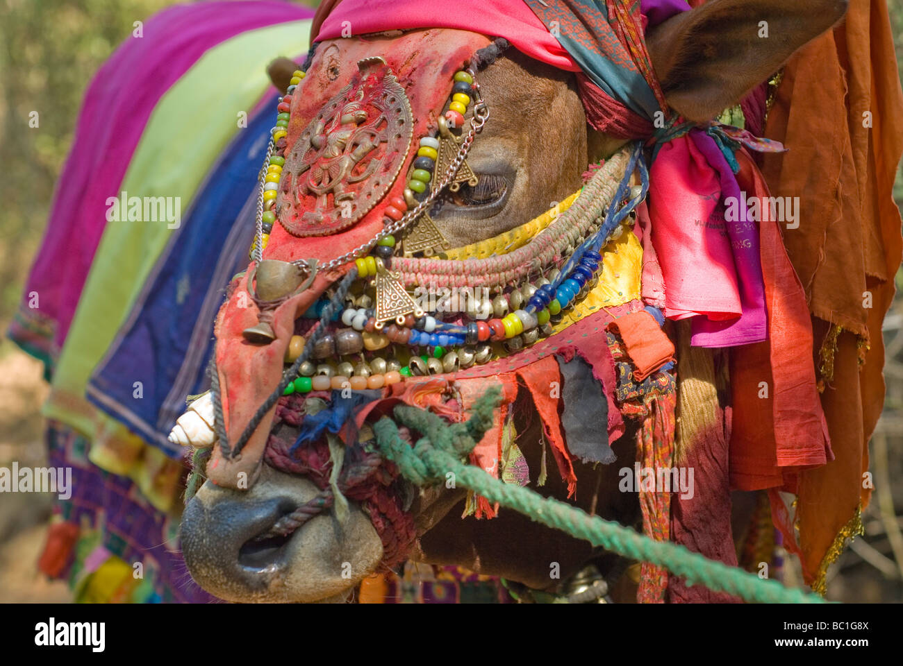 Indian "holy cow", richly decorated for display (and alms gathering ...