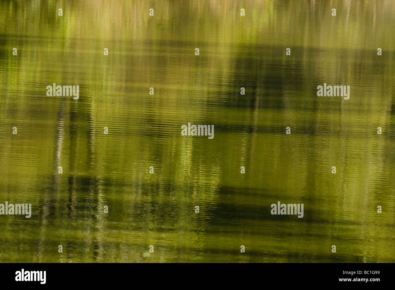 Reflections of tree hi-res stock photography and images - Alamy