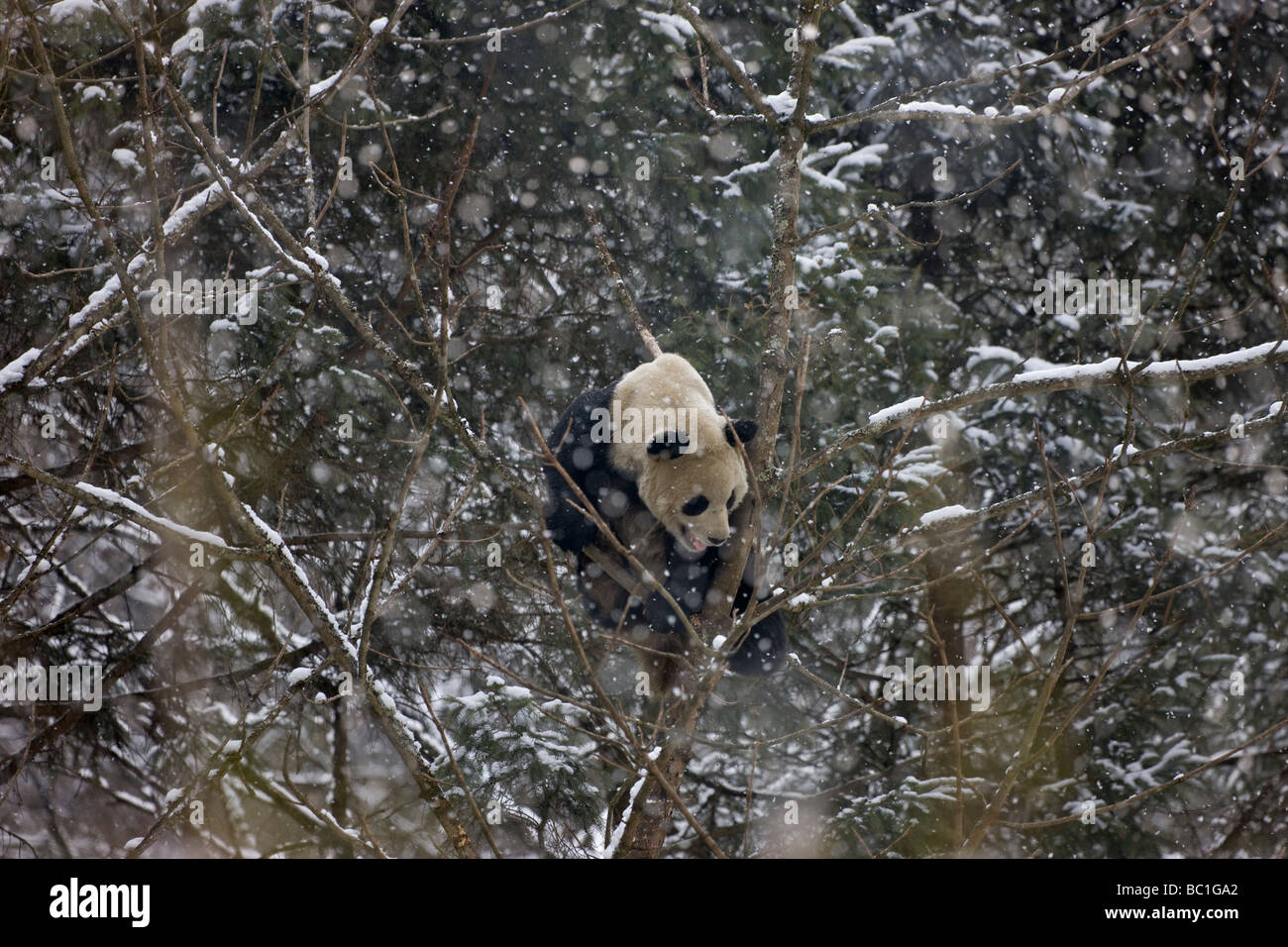 Panda Tree Snow