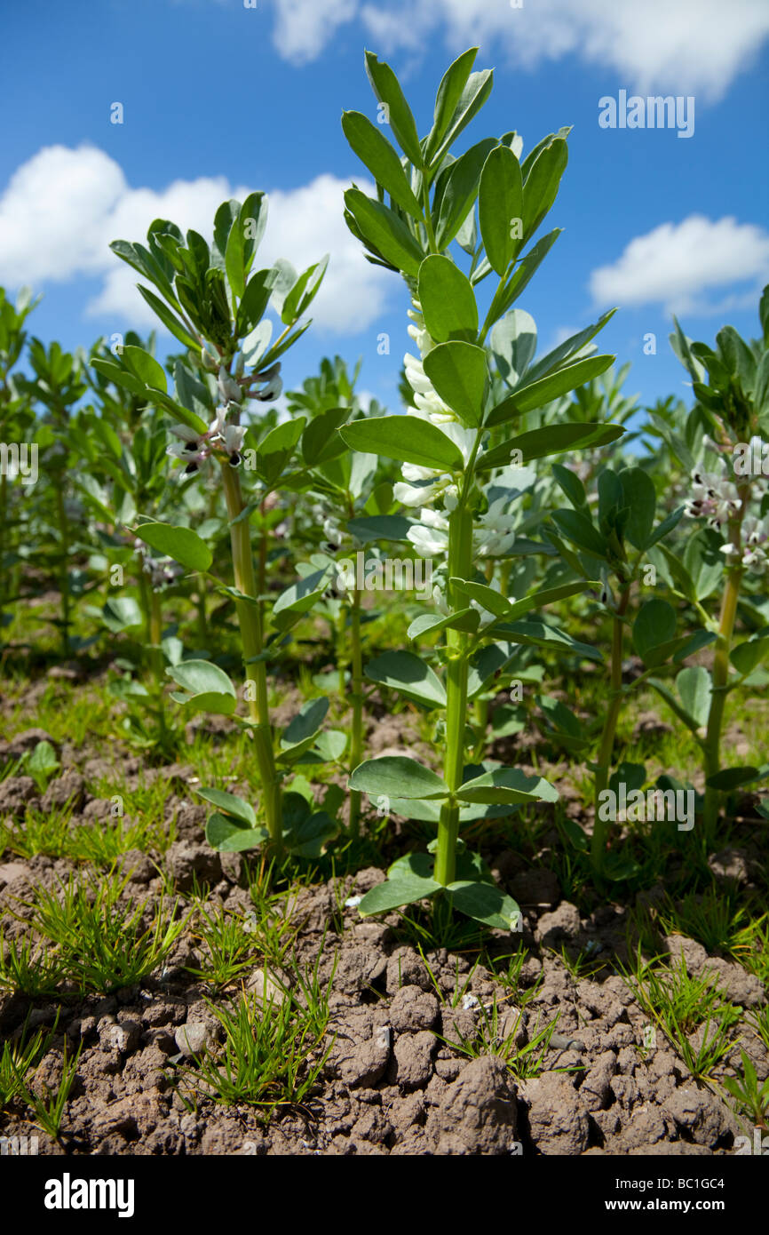 Pea farming hi-res stock photography and images - Alamy