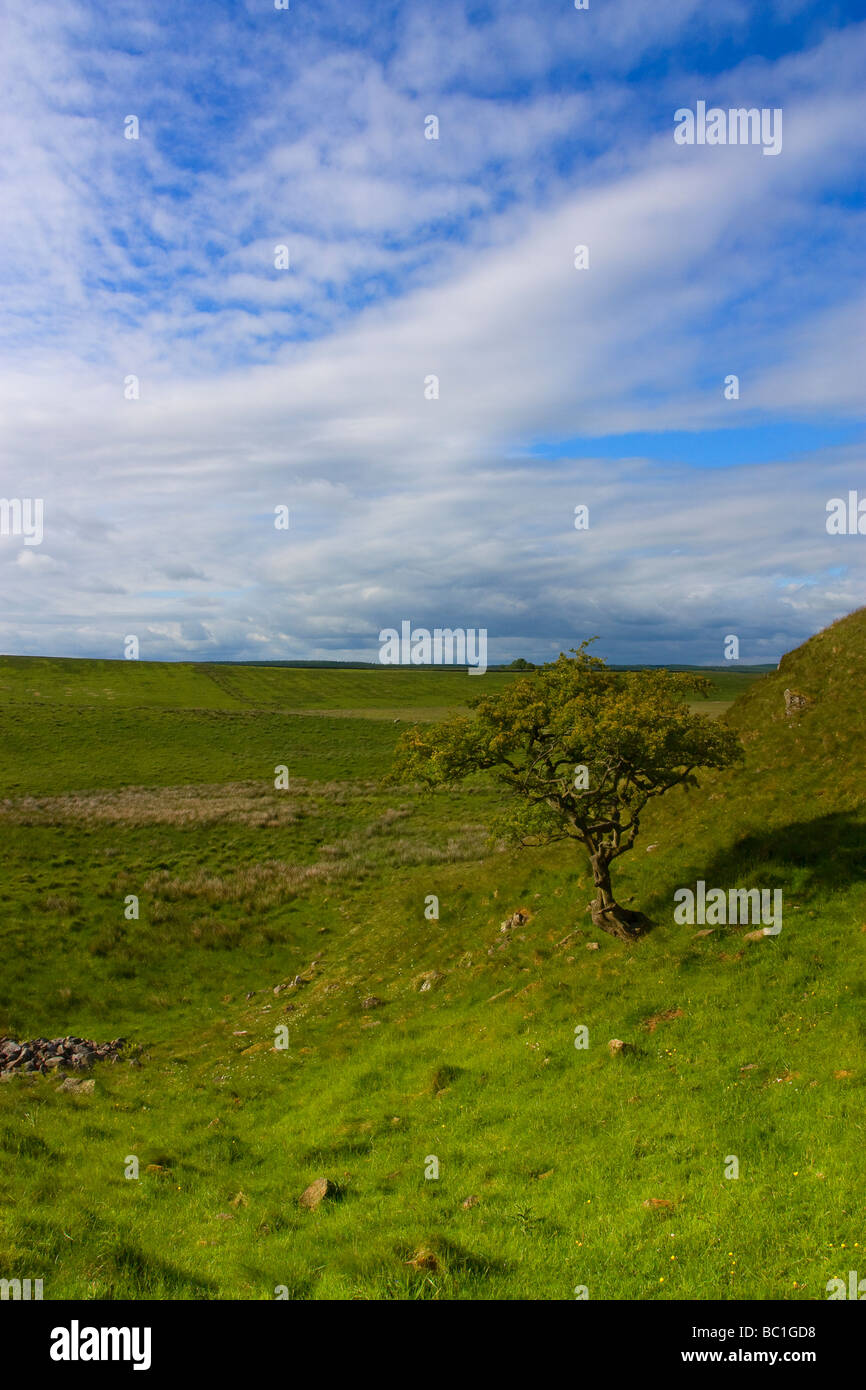 weathered tree at Sycamore Gap Hadrians Roman Wall, Northumberland ...