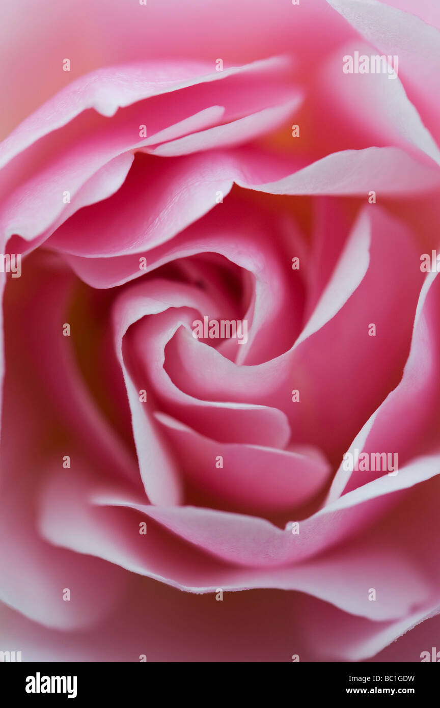 Rosa. Shrub Rose 'Felicia' flower Stock Photo - Alamy