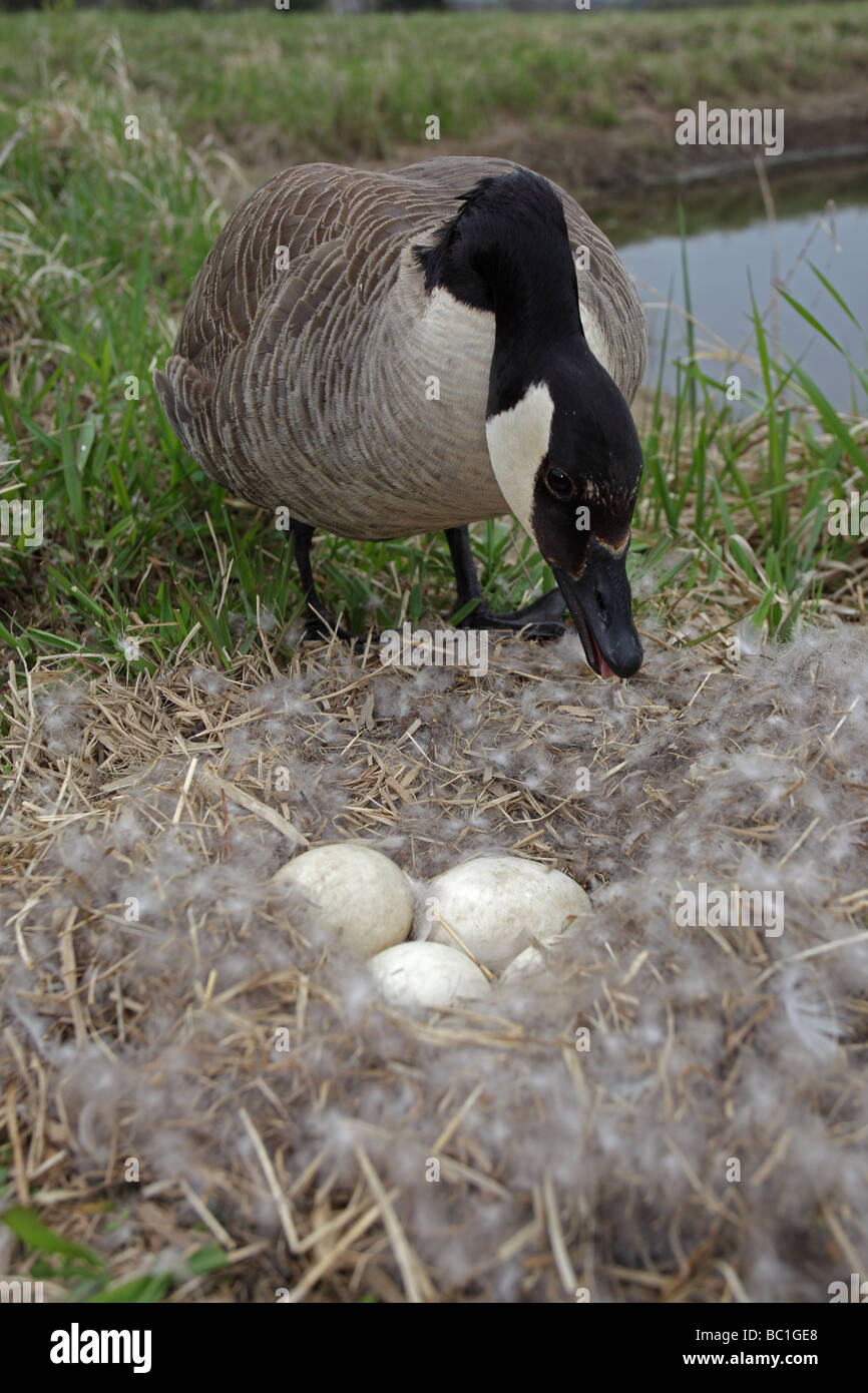 Canada Goose (Branta canadensis) Mother protecting eggs on nest - New ...
