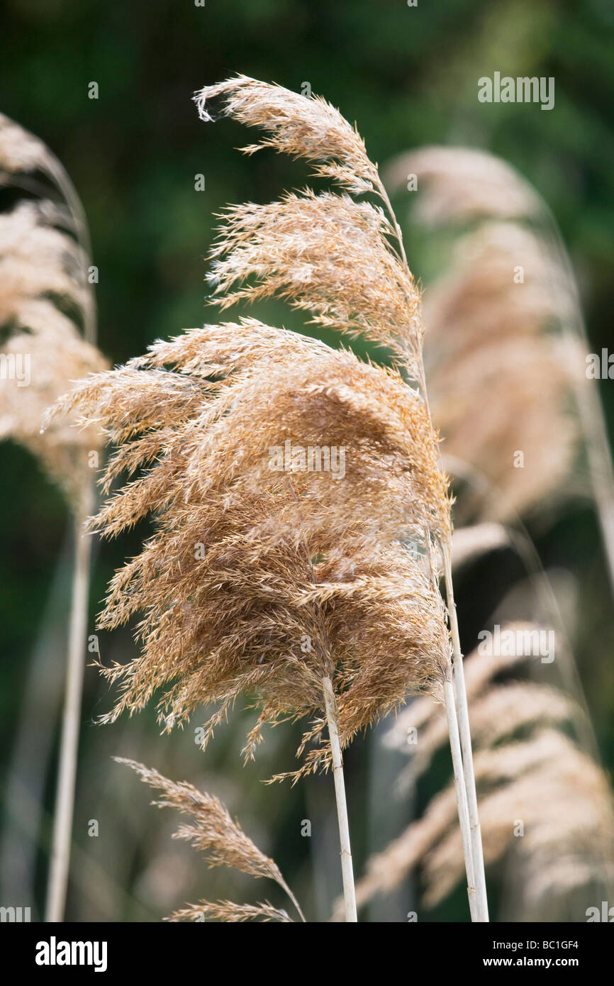 Reed banks hi-res stock photography and images - Alamy