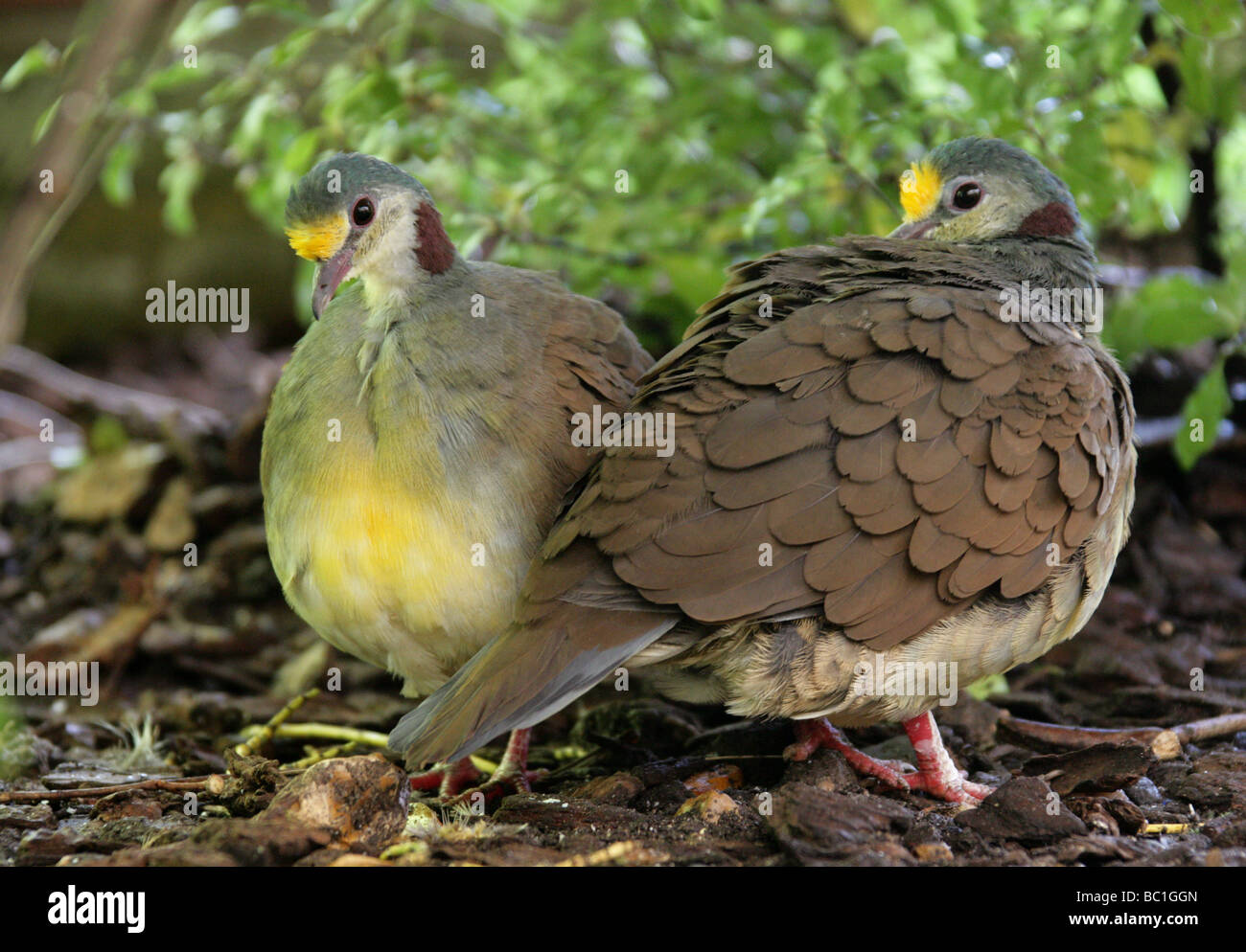 Sulawesi Ground-dove or Yellow-breasted Ground-dove, Gallicolumba ...