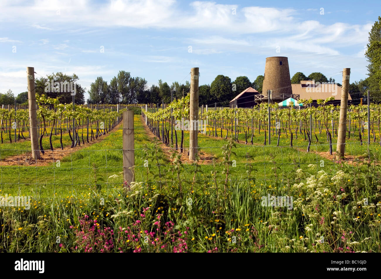 Nutbourne vineyard, West Sussex Stock Photo - Alamy